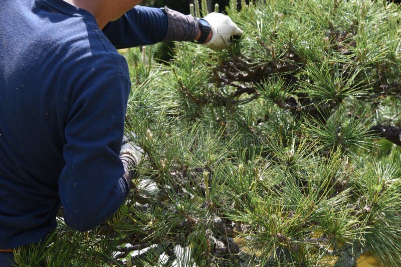 Pruning of a pine tree stock photo. Image of prune, shrub - 147873192