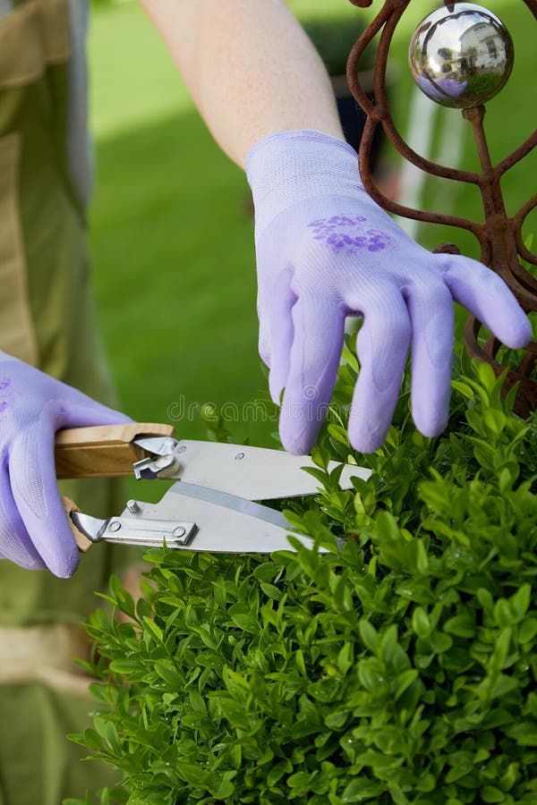 Gardener Pruning and Shaping a Privet Topiary Stock Photo - Image of ...
