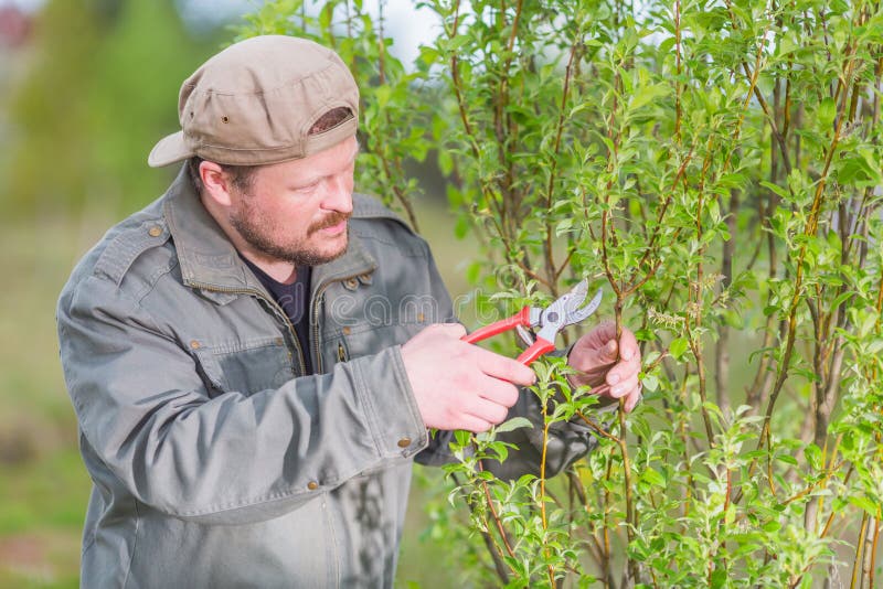 Gardener Pruning the Tree in His Green Garden Stock Photo - Image of ...