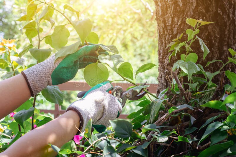 Gardener Pruning Tree with Pruning Shears,People are Pruning Trees ...