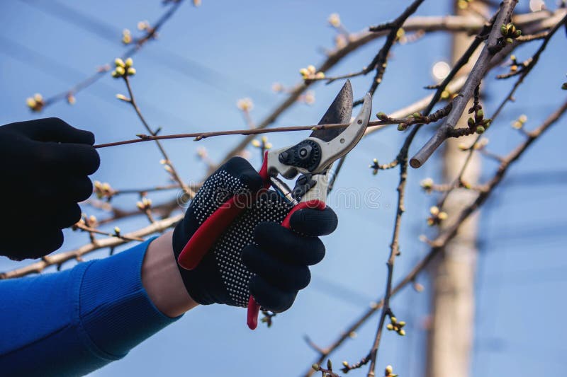Gardener Pruning Trees with Garden Shears, Secateurs. Pruning, Garden ...