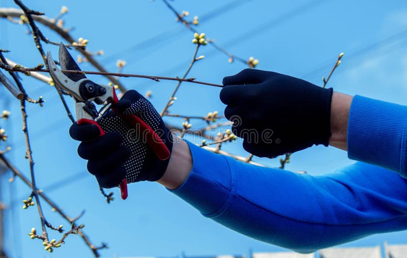 Gardener Pruning Trees with Garden Shears, Secateurs. Pruning, Garden ...