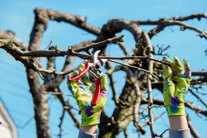 Gardener Pruning Trees with Garden Shears, Secateurs. Pruning, Garden ...