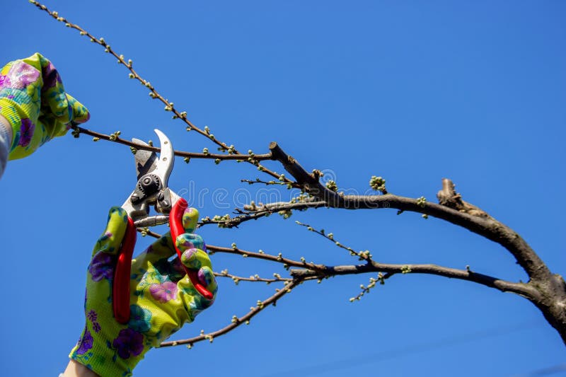 Gardener Pruning Trees with Garden Shears, Secateurs. Pruning, Garden ...