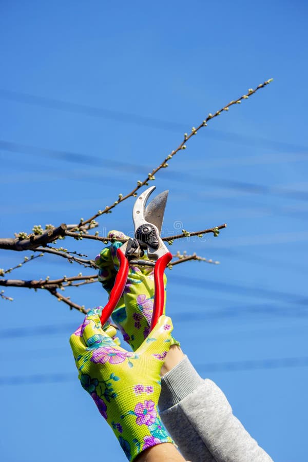 Gardener Pruning Trees with Garden Shears, Secateurs. Pruning, Garden ...
