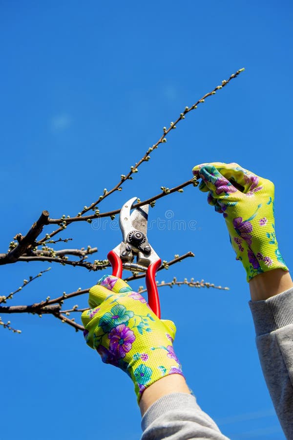 Gardener Pruning Trees with Garden Shears, Secateurs. Pruning, Garden Care Stock Photo - Image ...