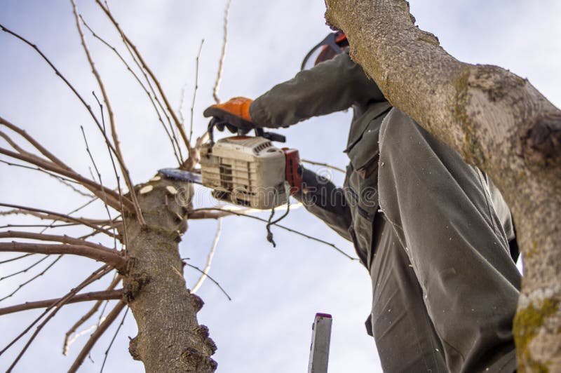 Gardener pruning trees stock photo. Image of activity - 268724260