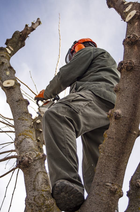 Gardener pruning trees stock photo. Image of chainsaw - 268724278