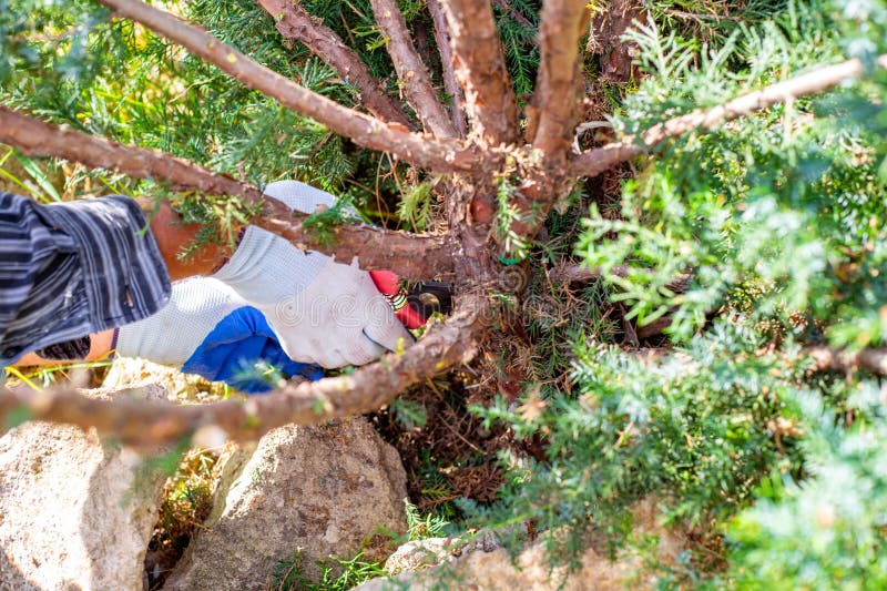 A Gardener is Pruning Trees. a Man is Shaping a Juniper Bush with ...