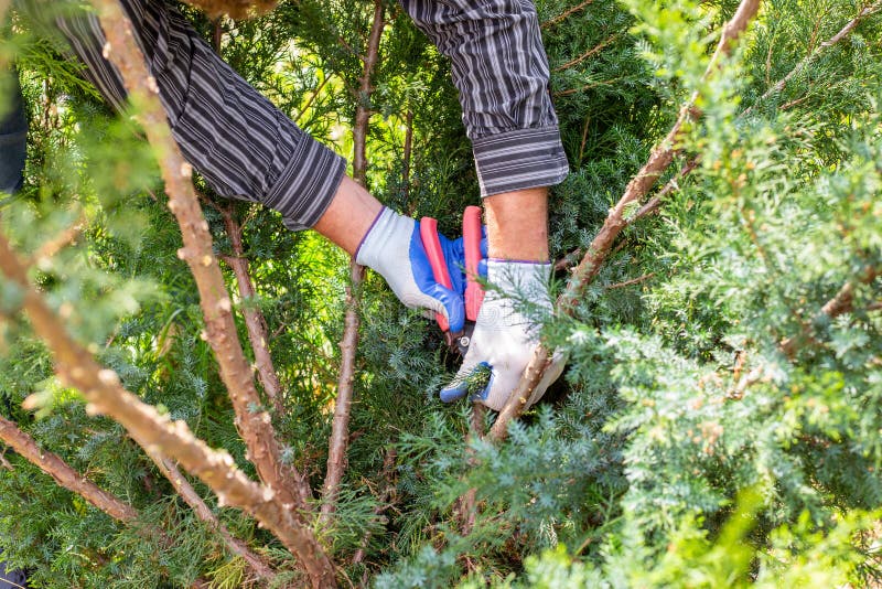 Juniper bush stock photo. Image of bush, flora, juniper - 319207500