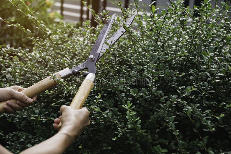 Gardener Pruning Trees with Pruning Shears on Nature Background Stock ...