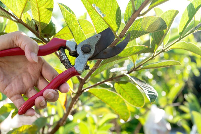 Gardener Pruning Trees with Pruning Shears on Nature Background Stock ...