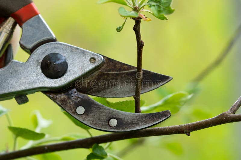 Gardener Pruning Trees with Pruning Shears on Nature Background. Stock ...