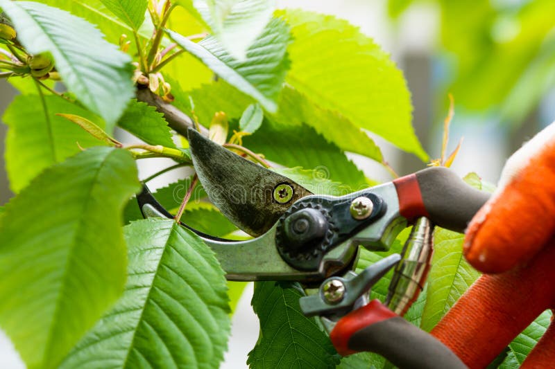 Gardener Pruning Trees with Pruning Shears on Nature Background. Stock ...