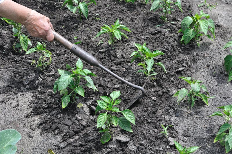 Gardener Pull Up Weeds with a Hoe Stock Image - Image of activity ...