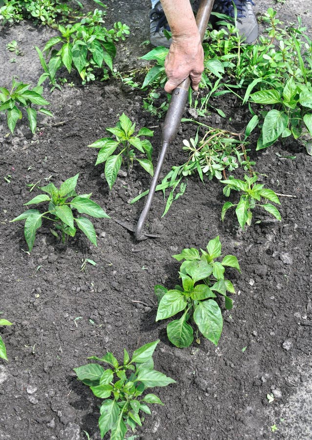 Gardener Pull Up Weeds with a Hoe Stock Photo - Image of summer, raking ...