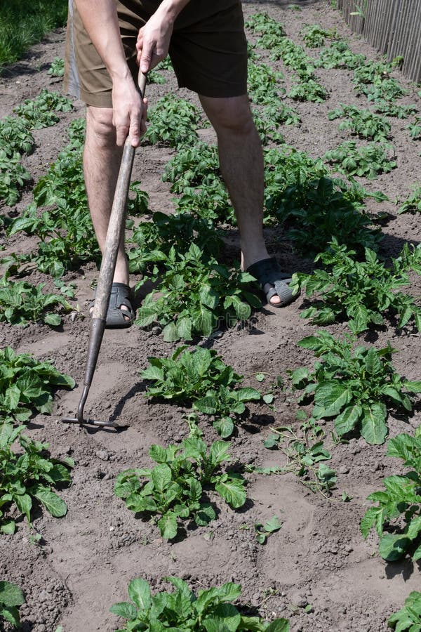 Gardener Pull Up Weeds with a Hoe in the Potato Plantation Stock Photo ...