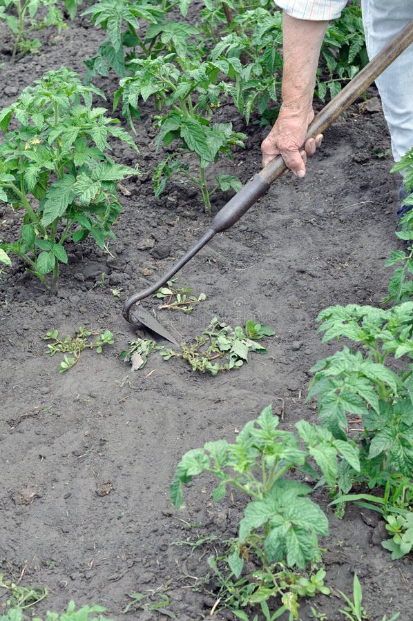 Gardener Pull Up Weeds with a Hoe Stock Image - Image of human, ground ...
