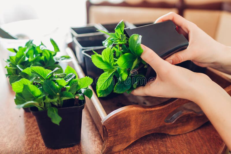 Gardener Pulls Rooted Cuttings Off Containers. Propagation of Bigleaf ...