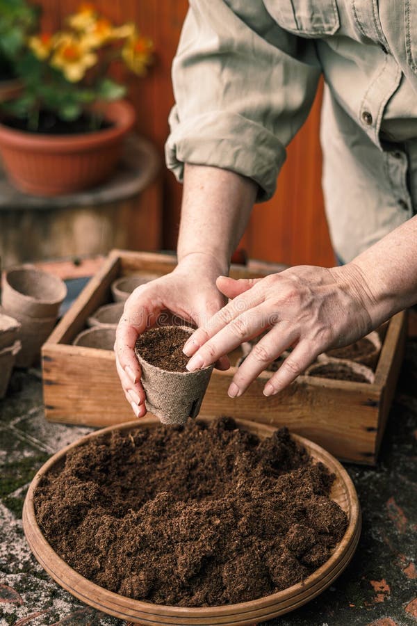 Gardener Putting Soil and Compost into Biodegradable Peat Pots Stock ...