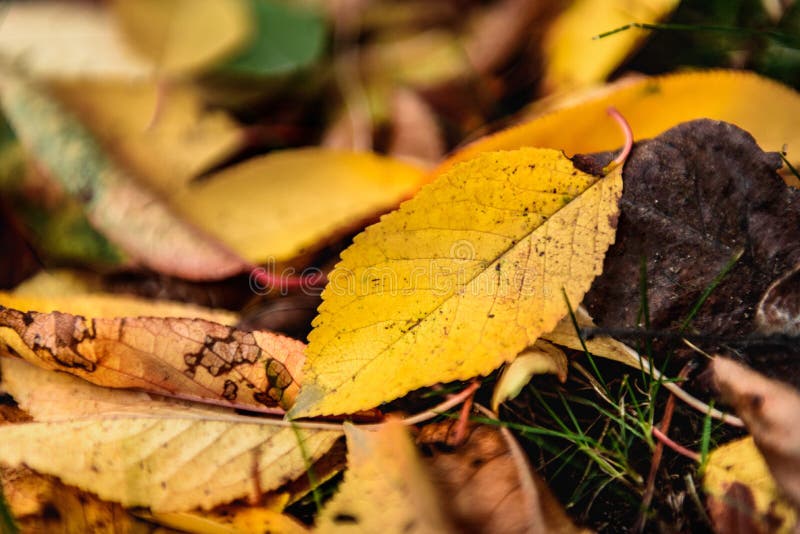 Raking Fall Leaves In Garden Closeup Stock Image - Image of cleanup ...