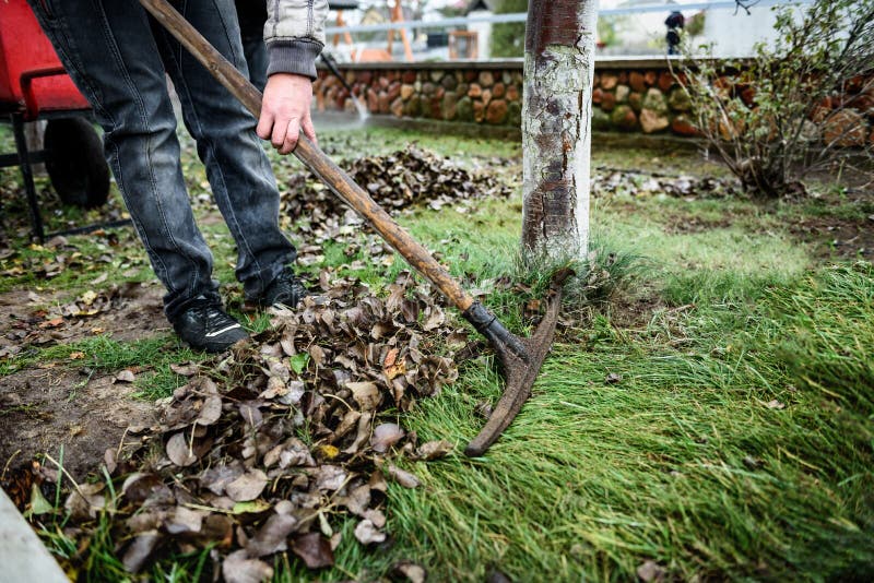 Raking Fall Leaves In Garden Closeup Stock Image - Image of cleanup ...