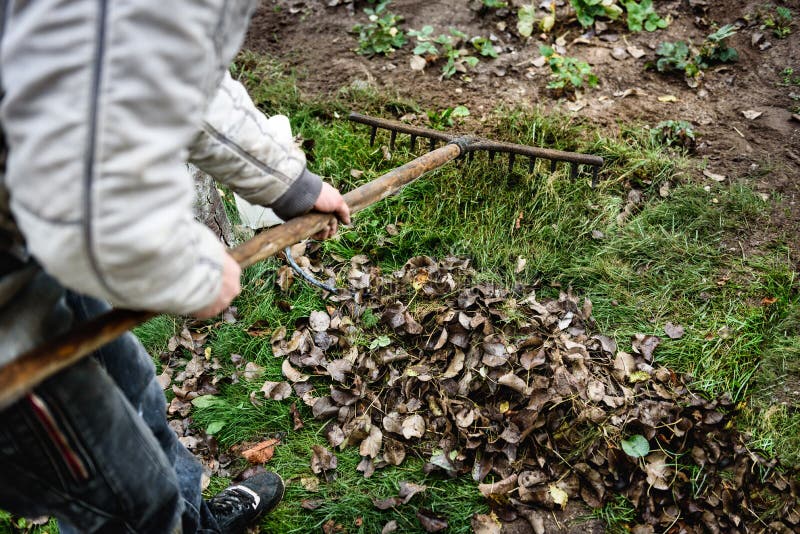 Raking Fall Leaves In Garden Closeup Stock Image - Image of cleanup ...