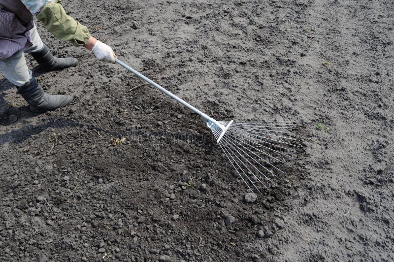 Raking the Ground for Forest Fire Prevention Stock Image - Image of ...