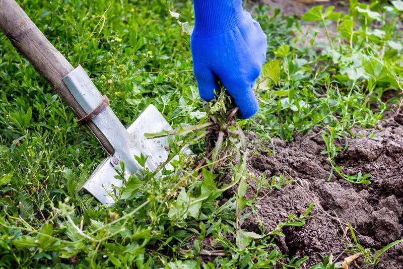 Gardener Remove Weeds on a Flower Bed. Cleaning Vegetable Bed Fr Stock ... Gardener Remove Weeds on a Flower Bed. Cleaning Vegetable Bed Fr Stock ...