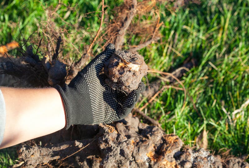A Gardener Removed a Diseased Tree from an Orchard. Bacterial Root ...