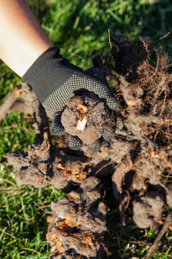A Gardener Removed a Diseased Tree from an Orchard. Bacterial Root ...