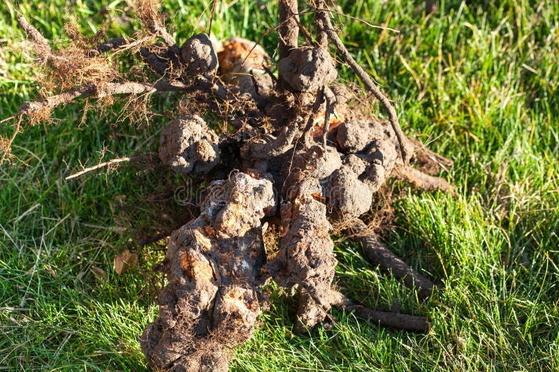 A Gardener Removed a Diseased Tree from an Orchard. Bacterial Root ...