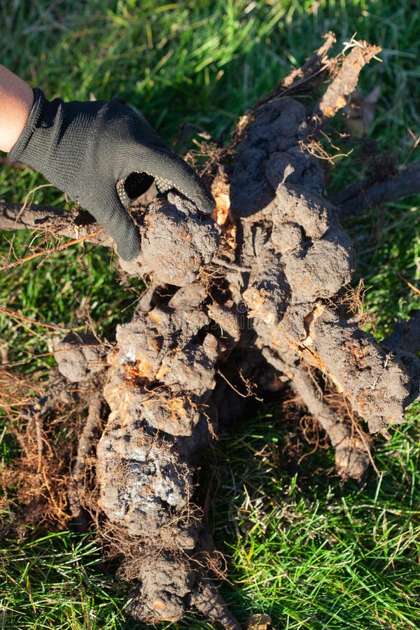 Bacterial Root Galls Stock Photos - Free & Royalty-Free Stock Photos ...