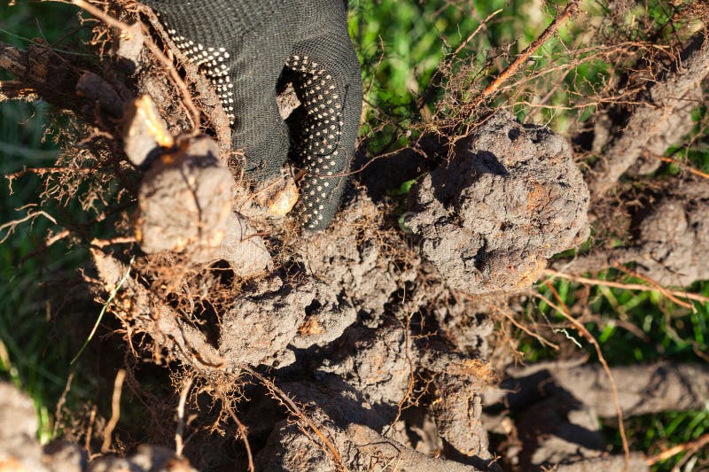 A Gardener Removed a Diseased Tree from an Orchard. Bacterial Root ...