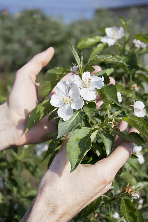 Gardener S Hand and Blooming Columnar Apple Tree Stock Image - Image of ...