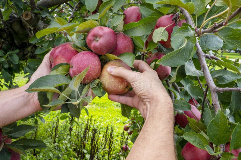 Gardener& X27;s Hands Picking Red Delicious Apple from Tree. Apple ...