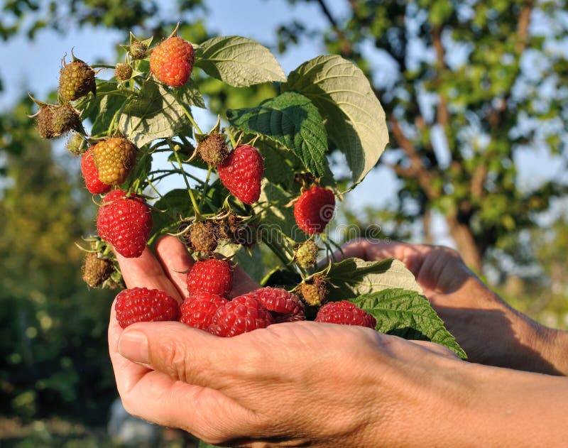Ripe and red raspberries stock photo. Image of flora - 97983740
