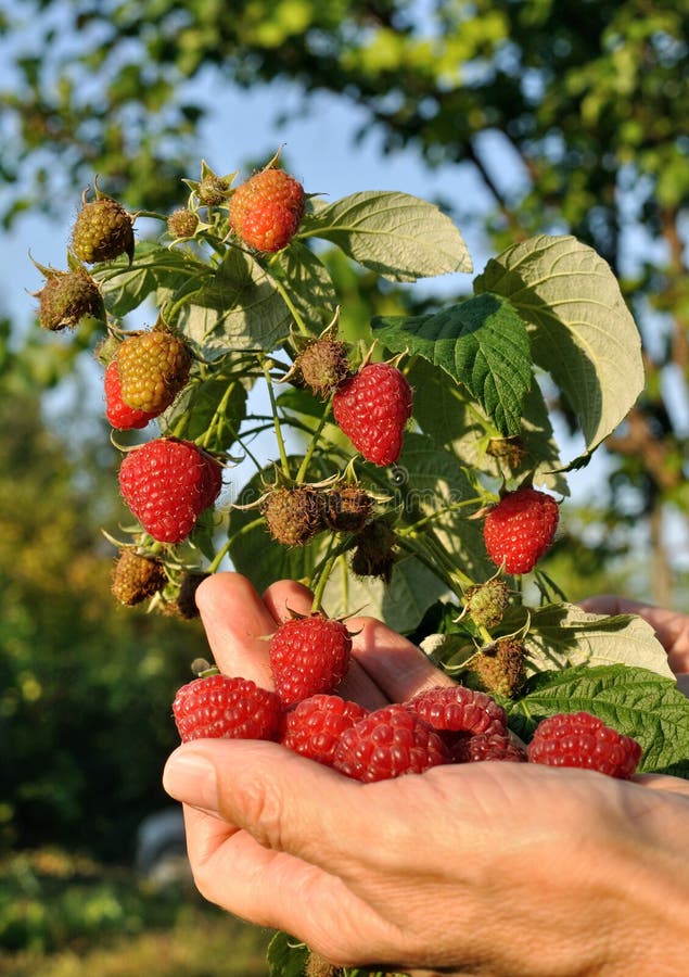 Ripe and red raspberries stock photo. Image of flora - 97983740