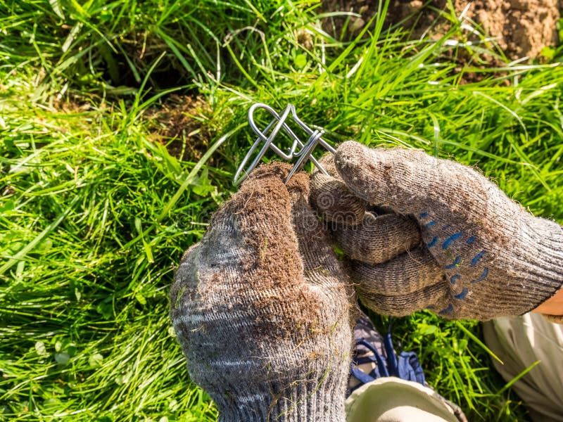 Gardener Sets Up a Mole Trap on the Lawn in Mole Hole. Step 2 by Step ...