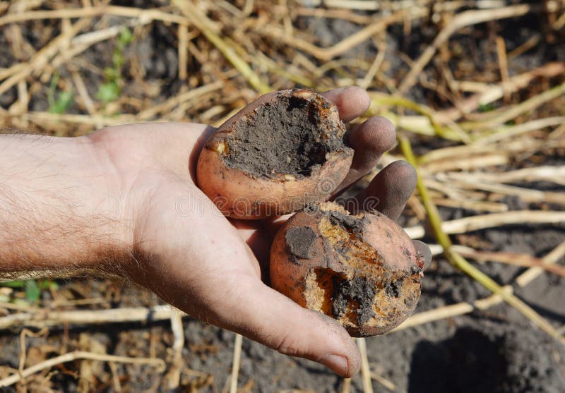The Gardener Shows in His Hand a Potato Eaten by a Roach Larva Stock ...