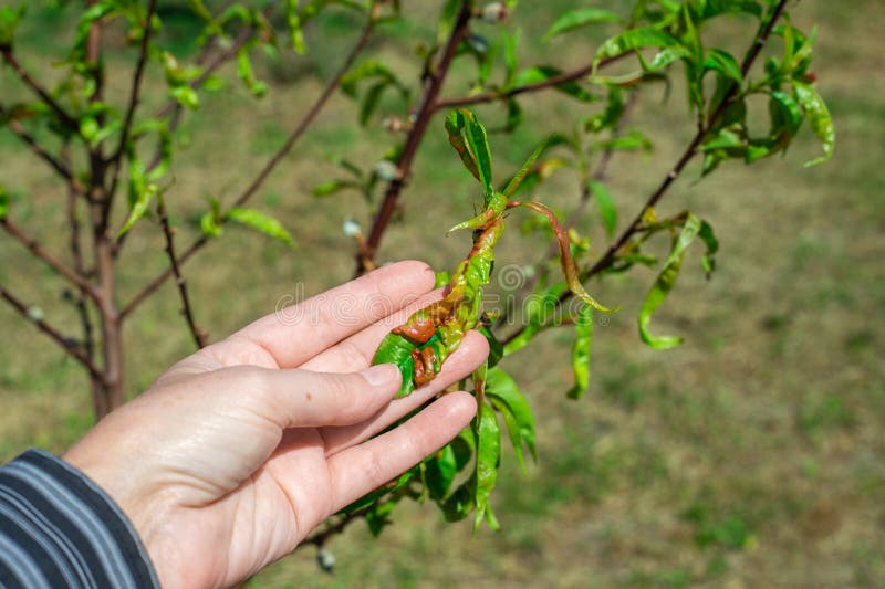 A Gardener Shows a Peach Leaf Affected by the Disease. Peach Blight ...