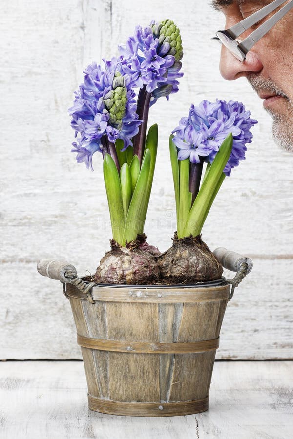 Gardener Smelling Hyacinth Flower Stock Image - Image of dutch, flower ...
