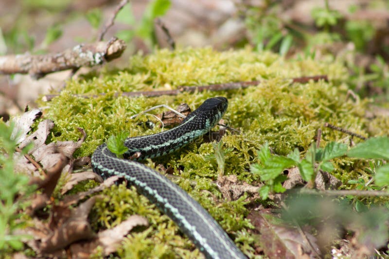 Gardener Snake stock image. Image of moss, slither, macro - 16812469