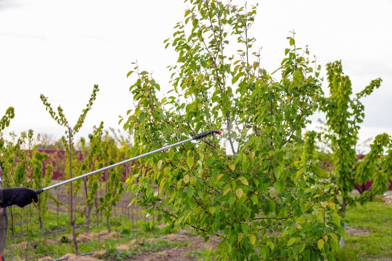 A Gardener Sprays Fruit Trees Against Diseases and Pests Using a Garden ...