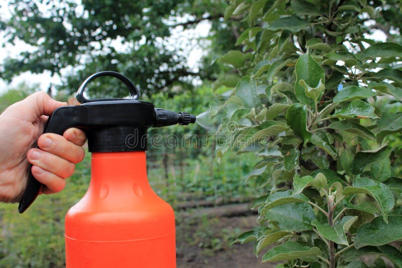 Gardener Sprinkles Young Apple Tree From Pests And Diseases With Stock