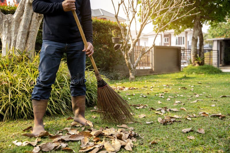 Gardener Sweeps Dried Leaf on the Grass Field in the Garden. Stock ...