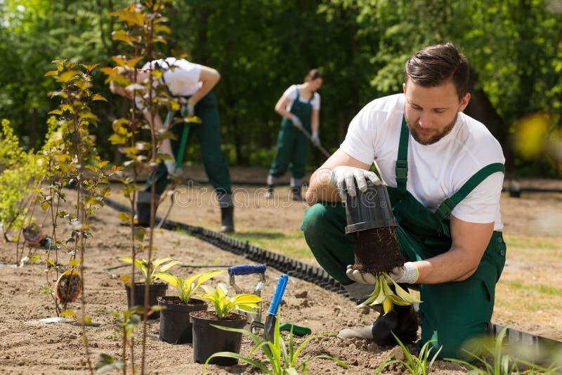 Gardener Taking the Flower from the Pot Stock Image - Image of blue ...