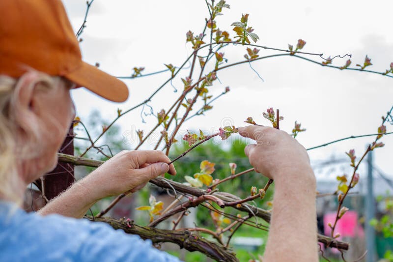Gardener Ties Up Grapevine. Formation of Grape Bush in Spring Stock ...