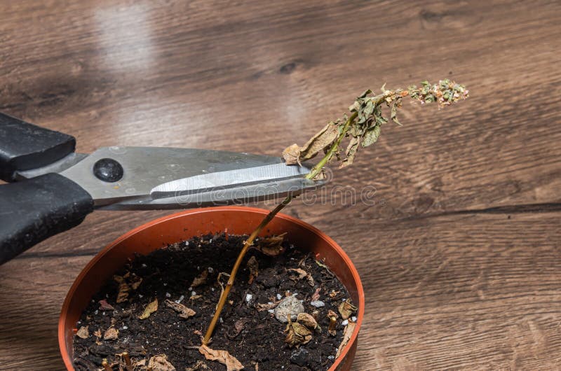 A Gardener Trims a Dried Houseplant in a Pot with Scissors Stock Image ...