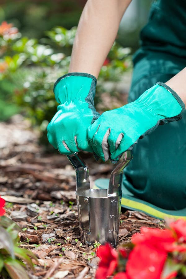 Gardener Uses Planter in Garden Stock Photo - Image of fresh, outside ...